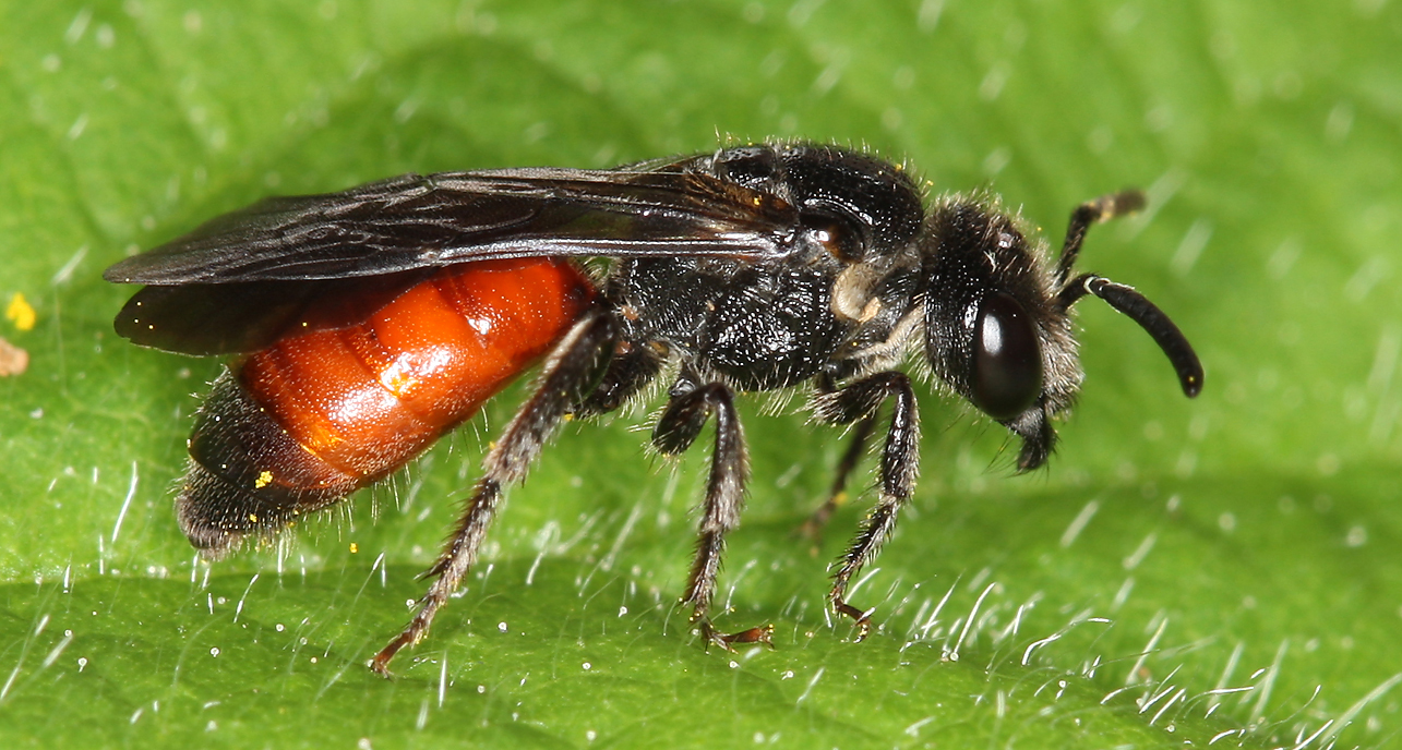 sphecodes gibbus female 7Z0T8823 | BWARS